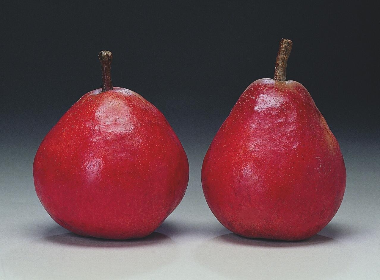 Fiches techniques Agréage - Poire