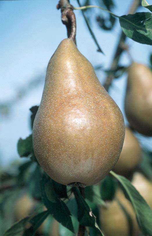 Fiches techniques Agréage - Poire