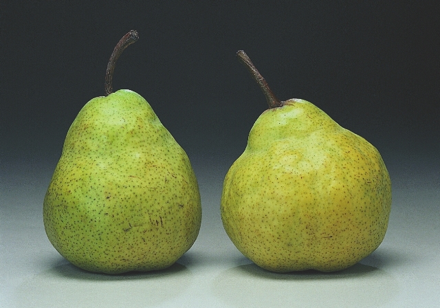 Fiches techniques Agréage - Poire