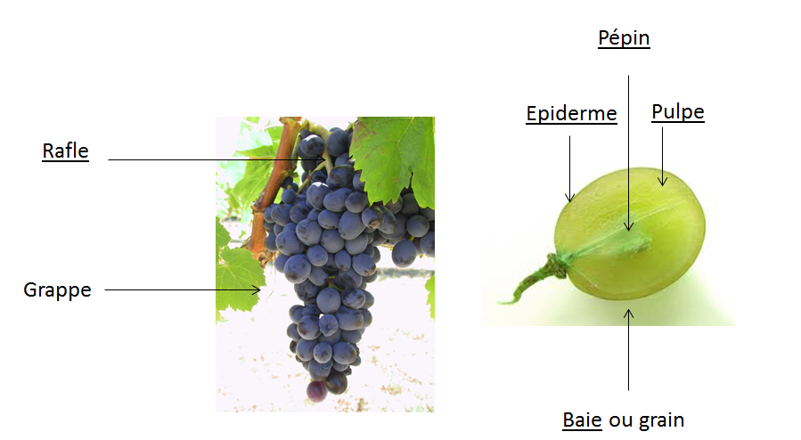 Fiches techniques Agréage - Raisin de table