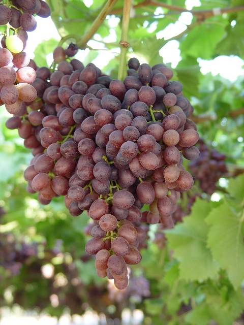 Fiches techniques Agréage - Raisin de table