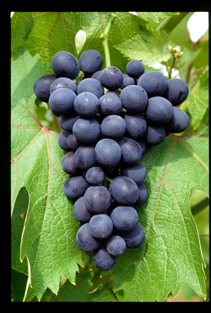 Fiches techniques Agréage - Raisin de table