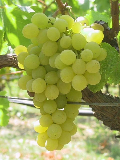 Fiches techniques Agréage - Raisin de table