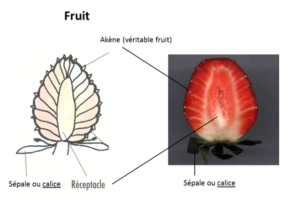 Fiches techniques Agréage - Fraise
