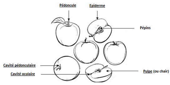 Fiches techniques Agréage - Pomme